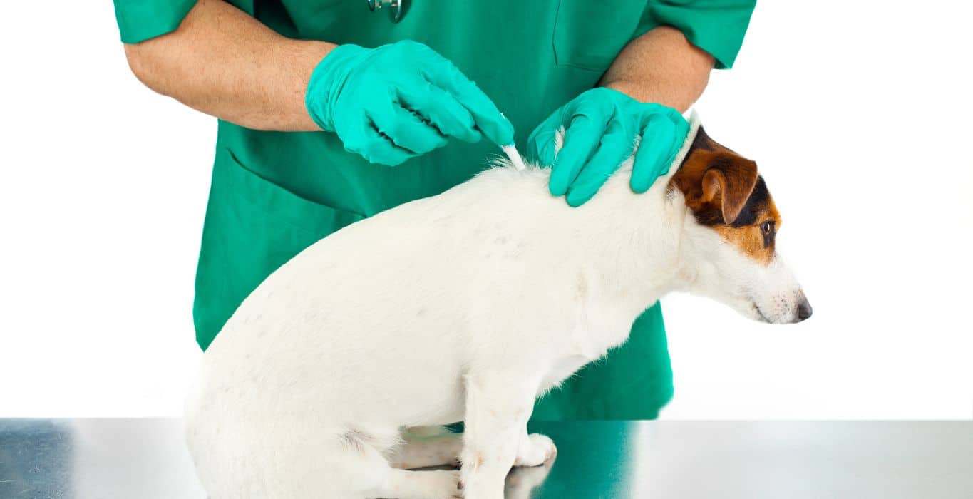 Tipos de parásitos internos y externos más comunes en perros