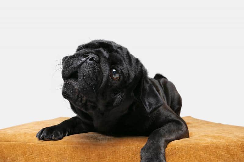 Seguro para perros PPP | Asegura tu perro potencialmente peligroso