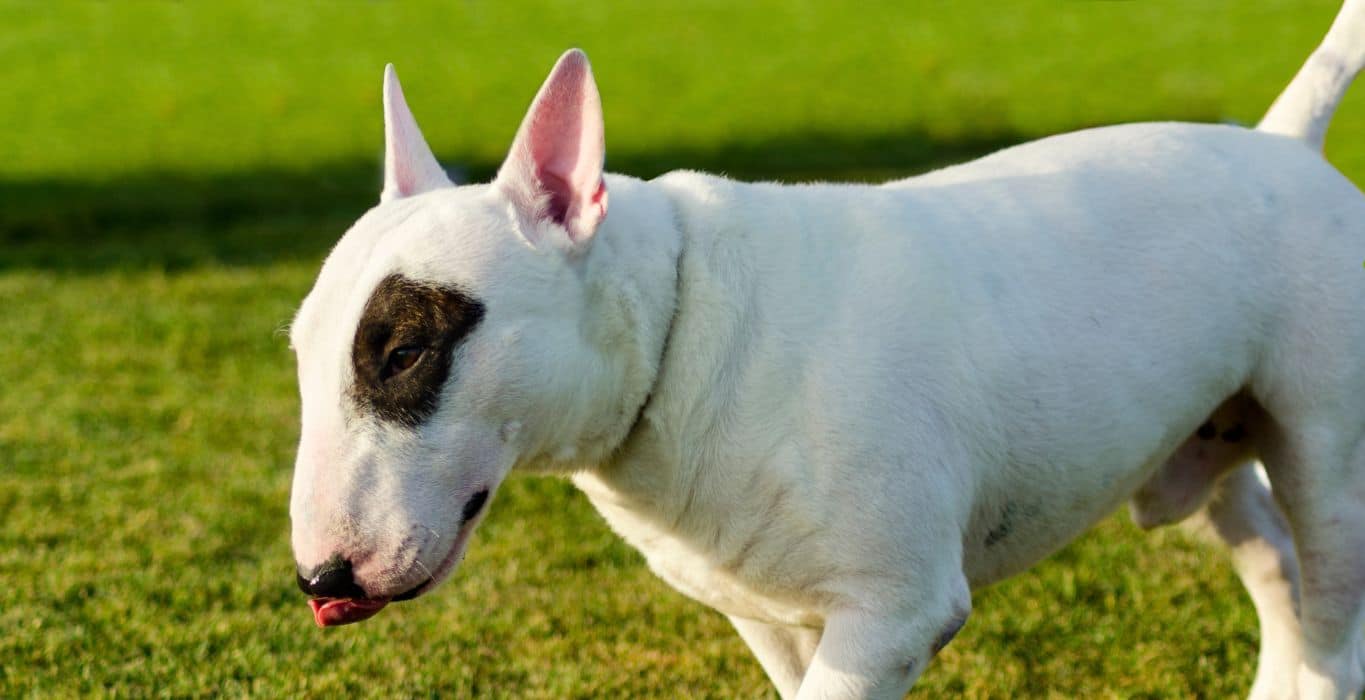 12 razas de perros peligrosos: Fotos, nombres y características